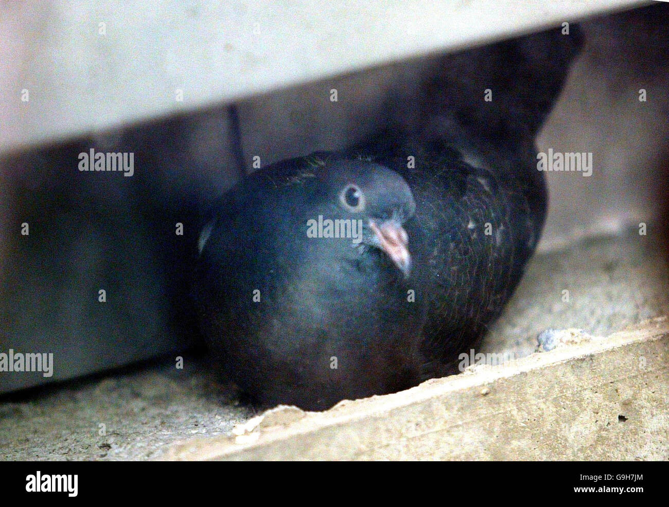 One of the pigeons nesting above the public entrance to the Scottish ...