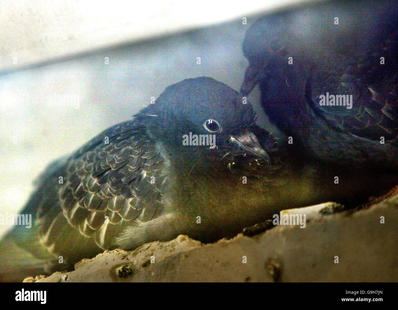 pigeon nesting in Holyrood Stock Photo - Alamy