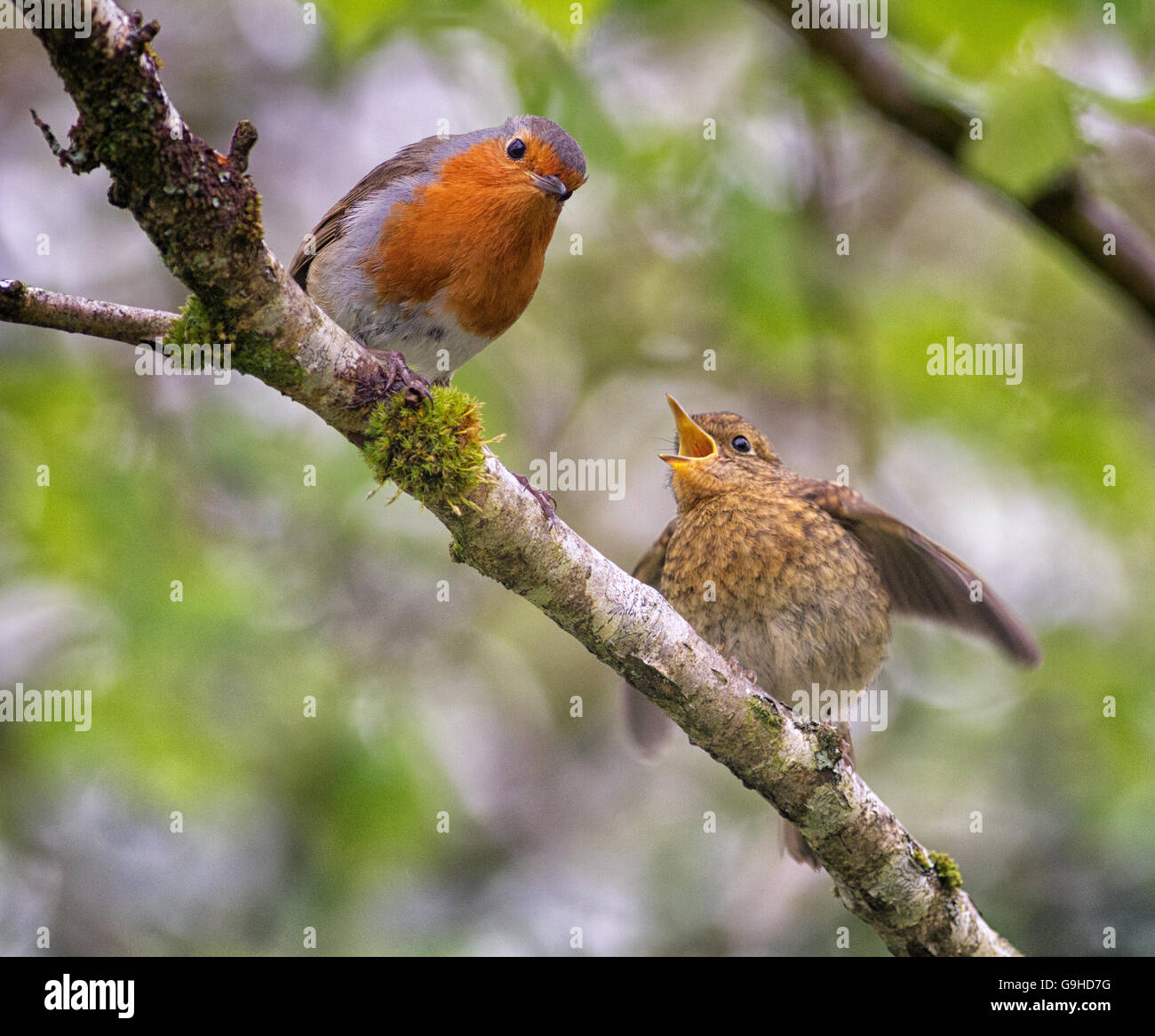 Robin parent with his youngster begging for food next to him. They are ...