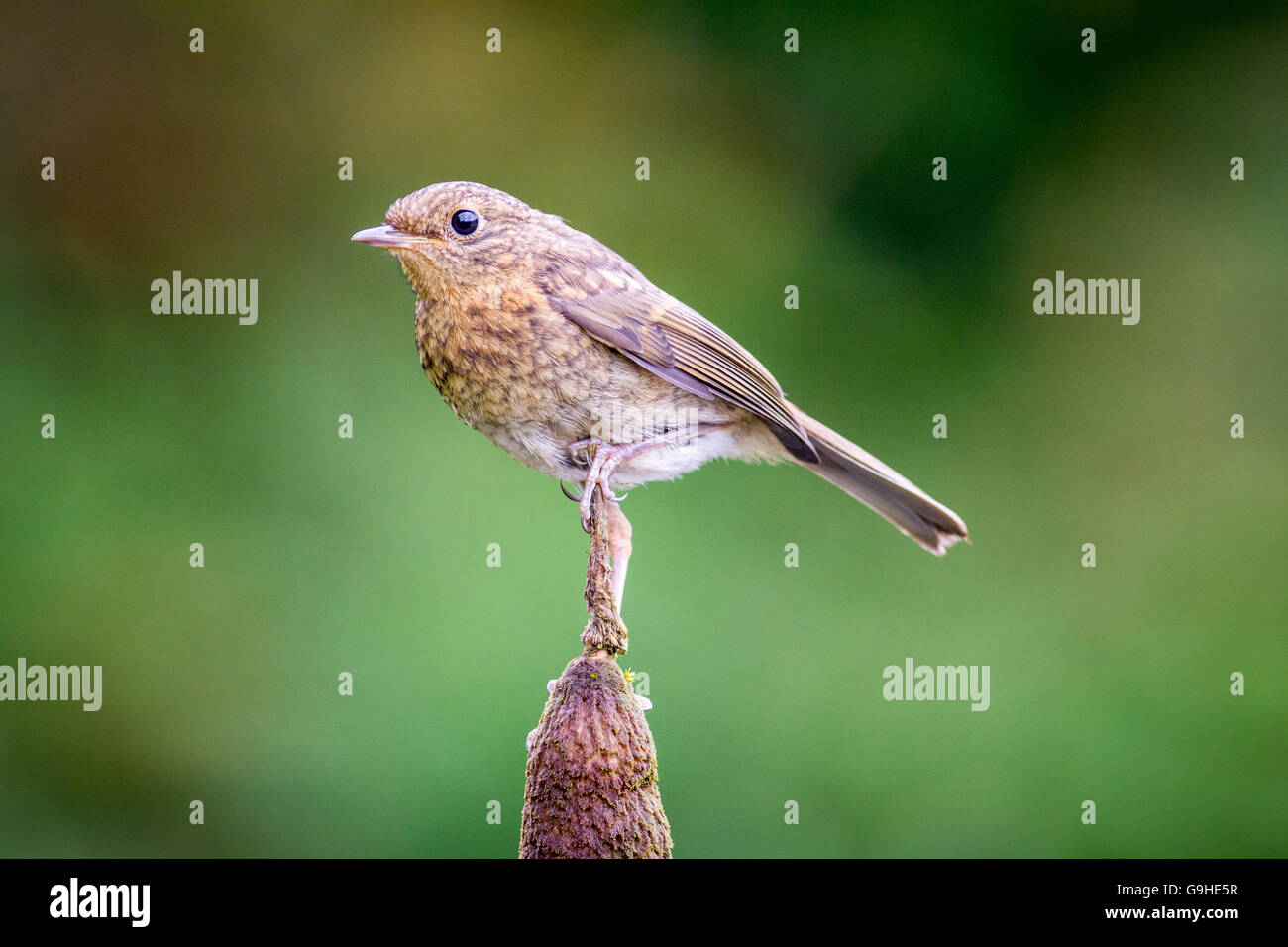 Young baby juvenile European robin balancing on a bull rush against ...