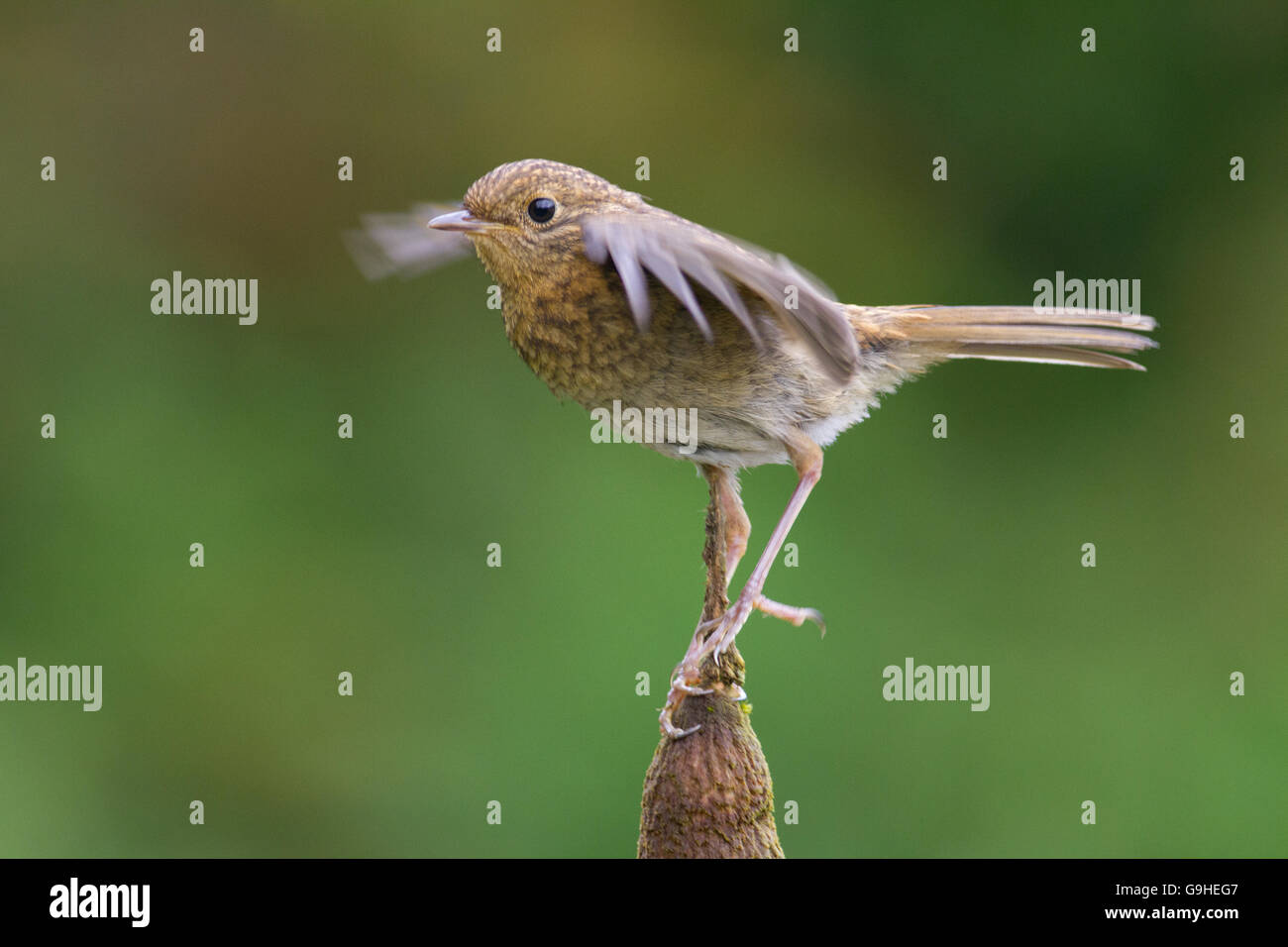 Young baby juvenile European robin balancing on a bull rush against ...