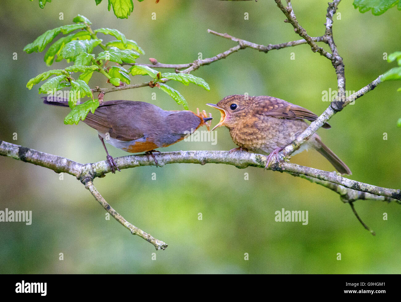 Robin fledgling hi-res stock photography and images - Alamy