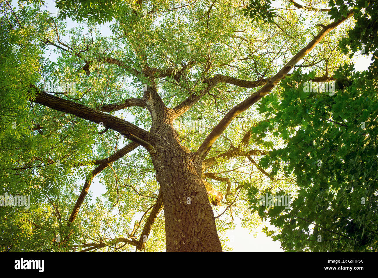 huge tree spreads powerful branches by summer evening Stock Photo - Alamy
