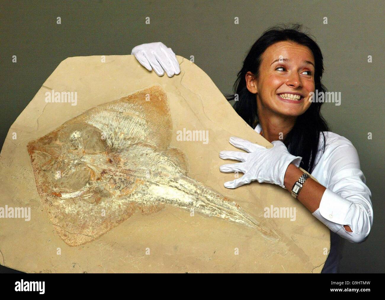 Sale of Stingray Fossil Stock Photo - Alamy