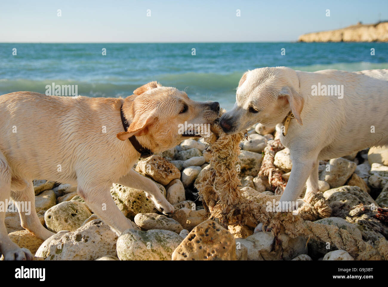 two dogs fighting each other on the background of sea and rocks Stock ...