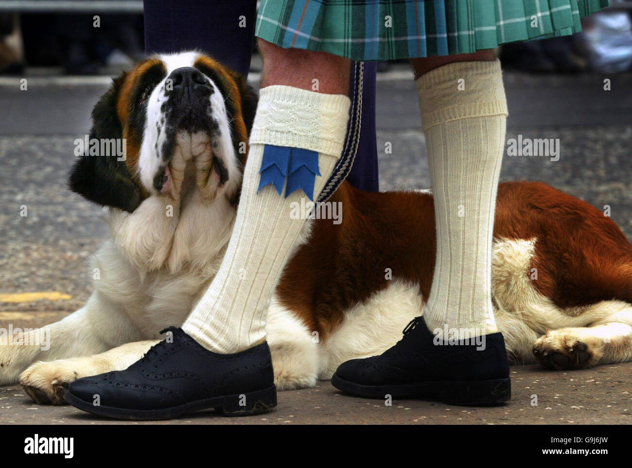 Bamse dog hi-res stock photography and images - Alamy
