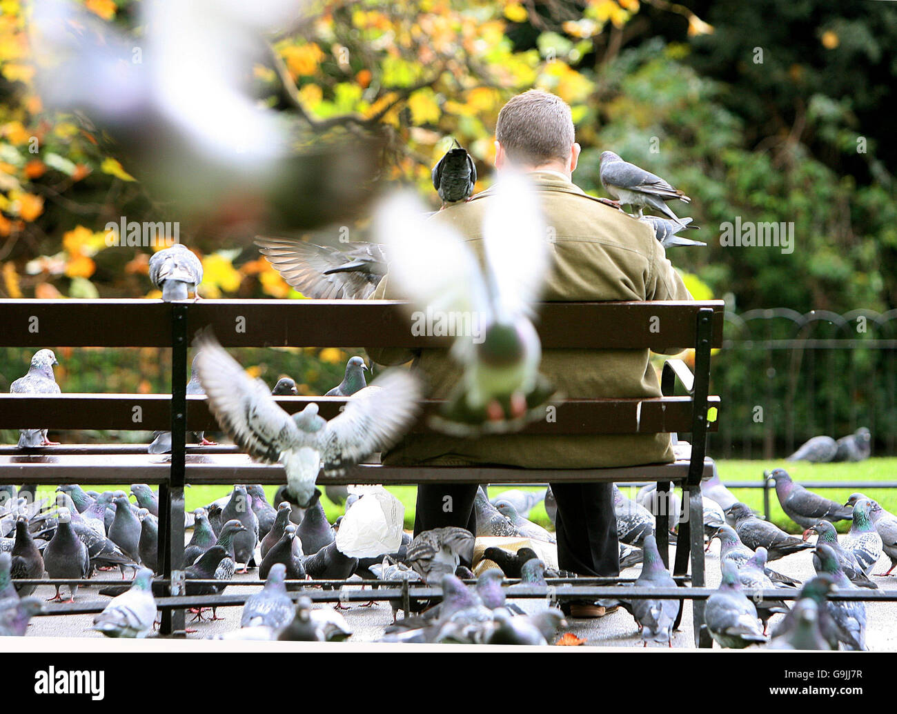 Back view pegion mang hi-res stock photography and images - Alamy