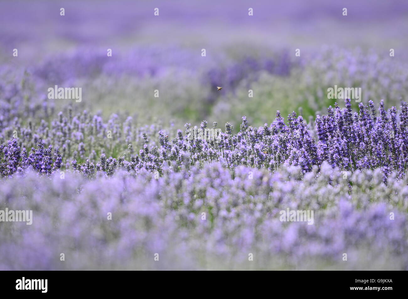 Lavender bulgaria hi-res stock photography and images - Alamy