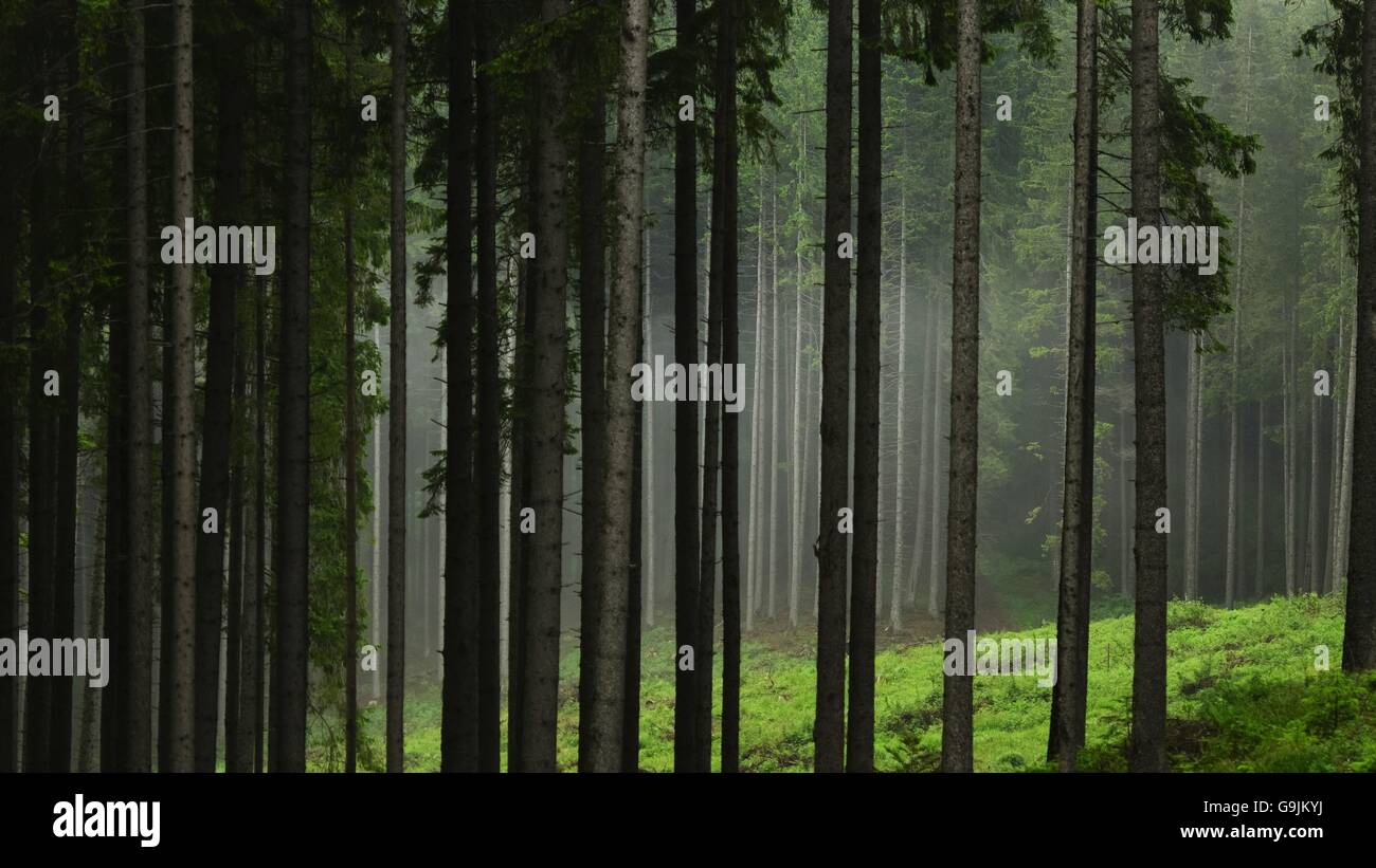 Pine trees after rain Stock Photo - Alamy