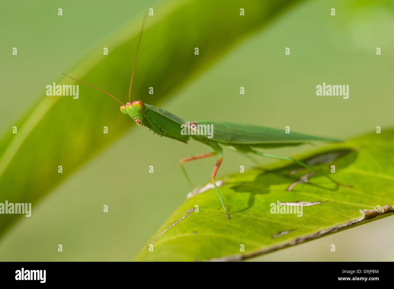 Garden Mantis High Resolution Stock Photography and Images - Alamy