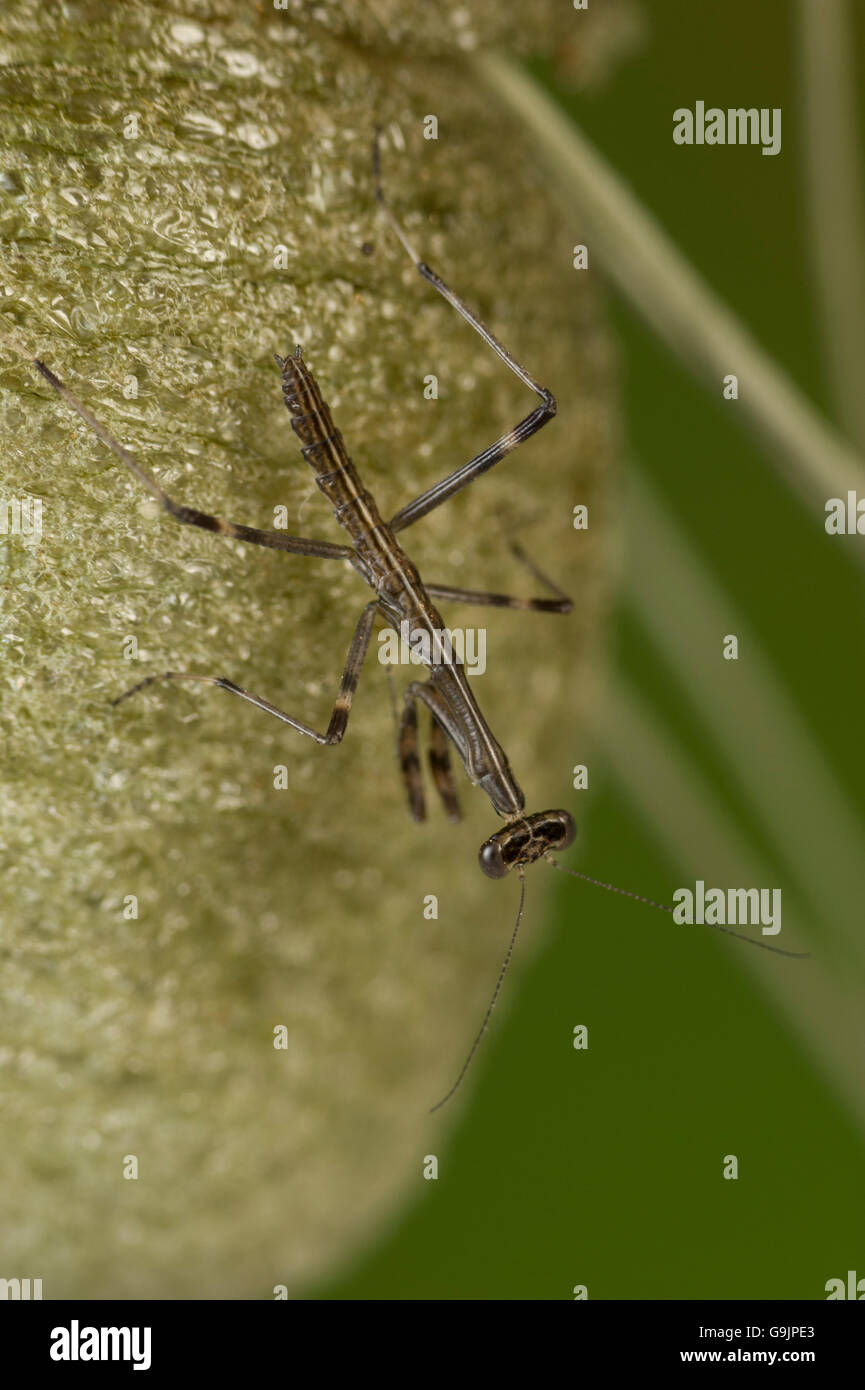 Purple winged mantid (Tenodera australasiae) nymph just hatched from ...