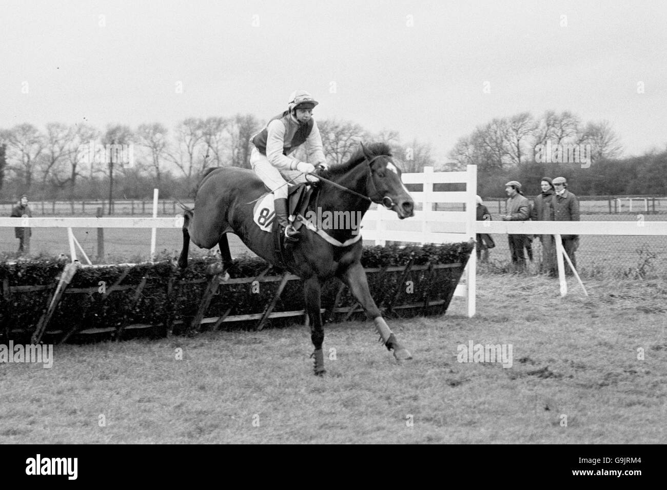Bula horse hi-res stock photography and images - Alamy