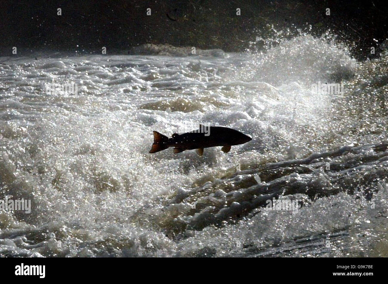 Salmon swimming upstream Stock Photo - Alamy