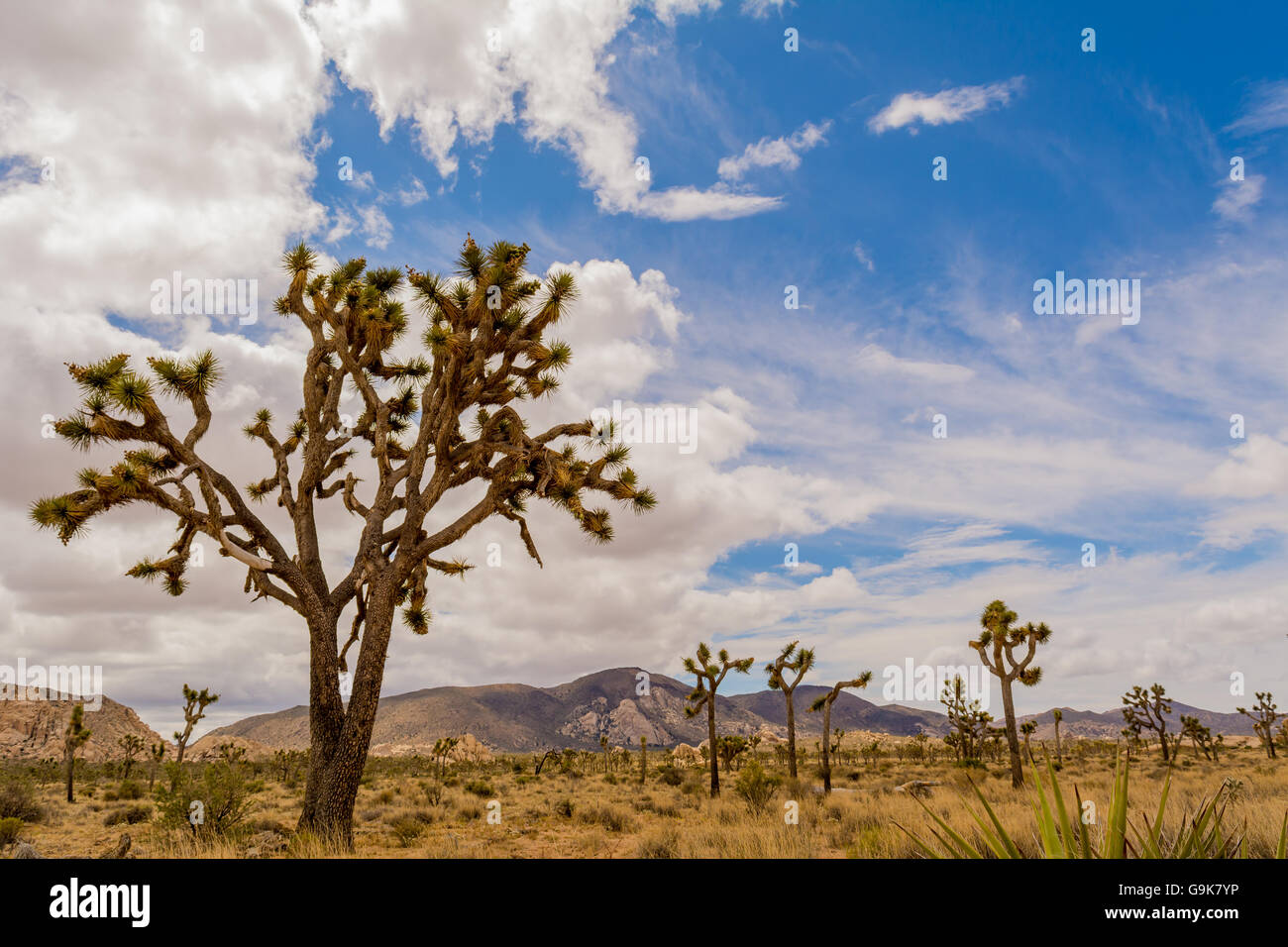 Joshua trees in the vast Southern California desert with partly cloudy ...
