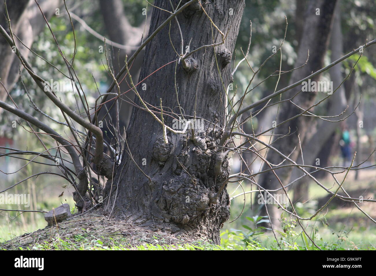 Crouching position of tree creates an interesting structure Stock Photo ...