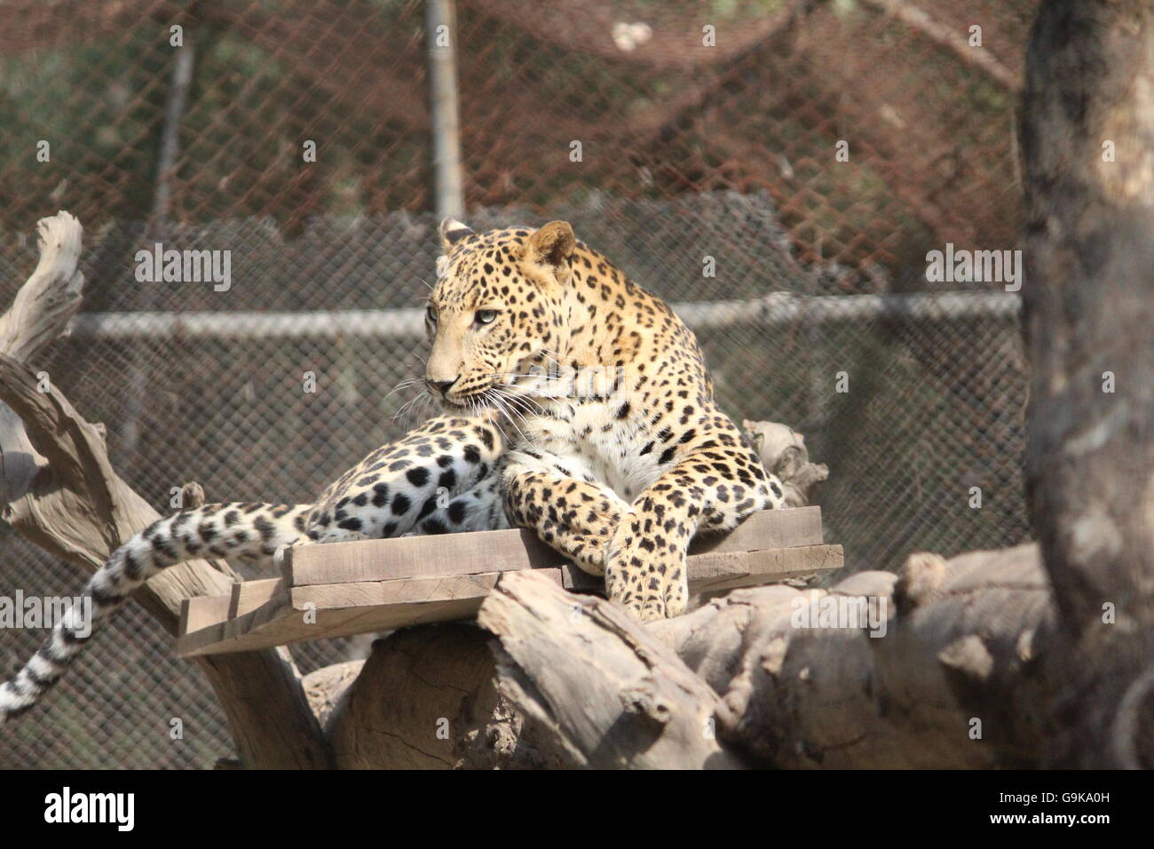 Leopard in Cage Stock Photo - Alamy