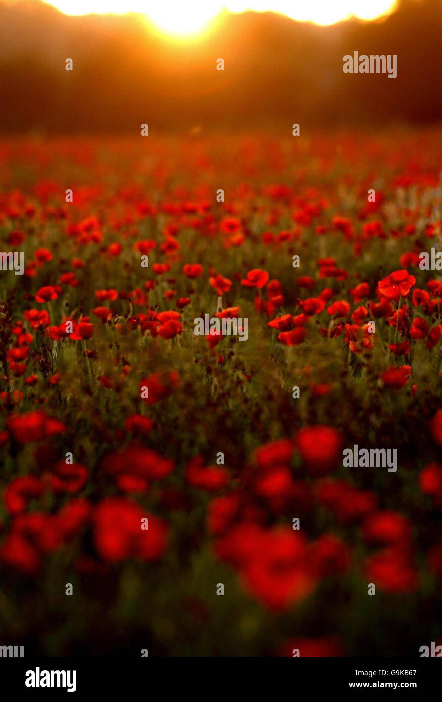In Norfolk fields the Poppies Blow Not Stock Photo - Alamy