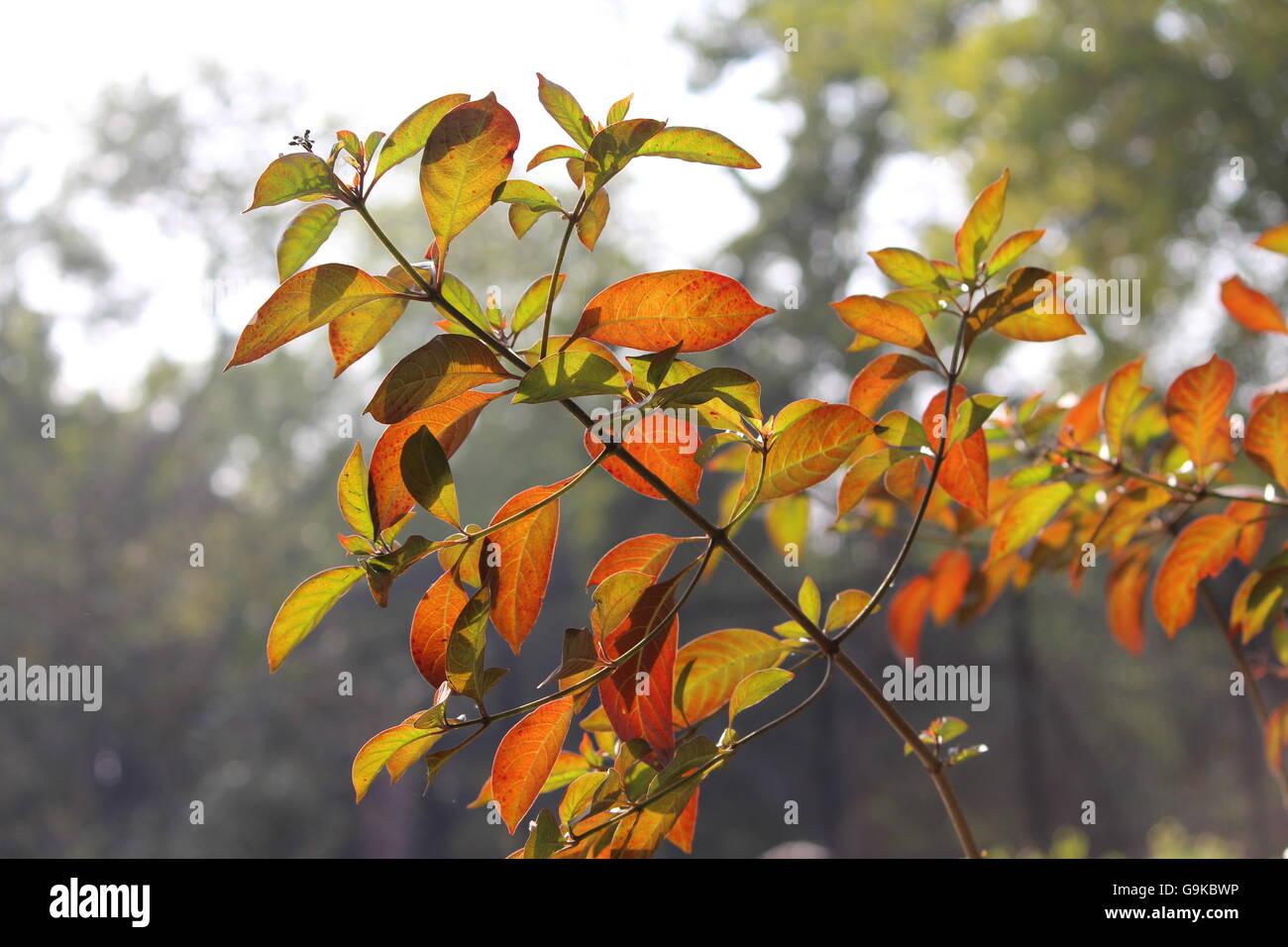 Croton tree hi-res stock photography and images - Alamy