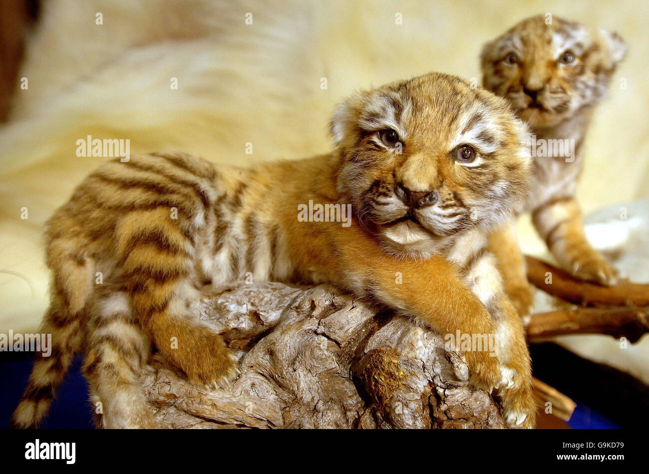 Chinese Medicine Tiger High Resolution Stock Photography and Images - Alamy