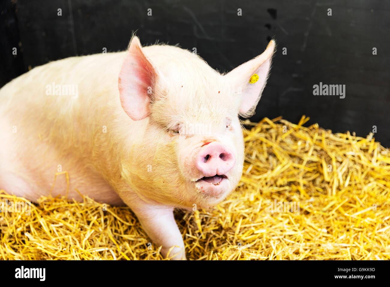 Pig in straw farm animal reared for bacon and pork product products UK ...