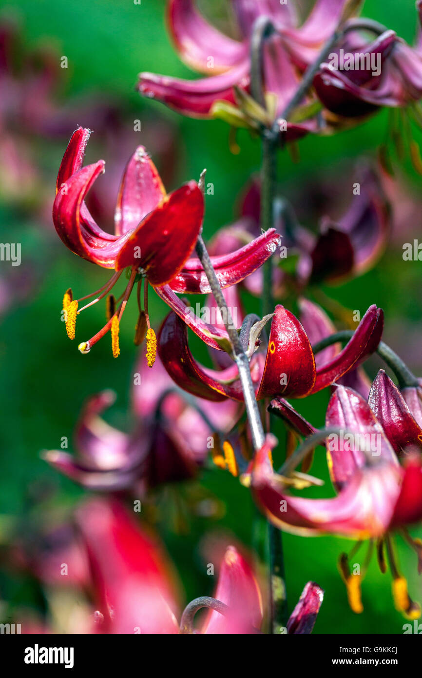 Red Lilium martagon 'Marhan' Lily, Lilies, Turk's cap lily Stock Photo ...