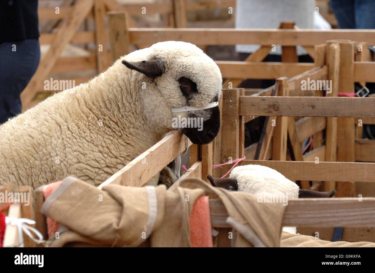 Sheep at th masham sheep fair hi-res stock photography and images - Alamy