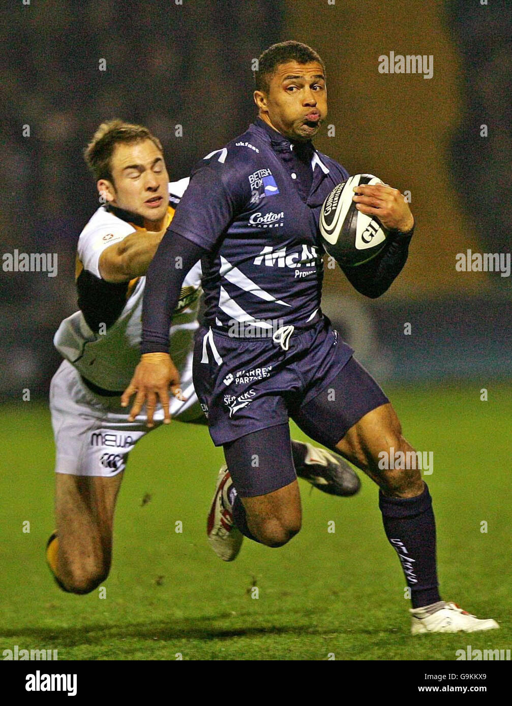 Wasps hli hi-res stock photography and images - Alamy