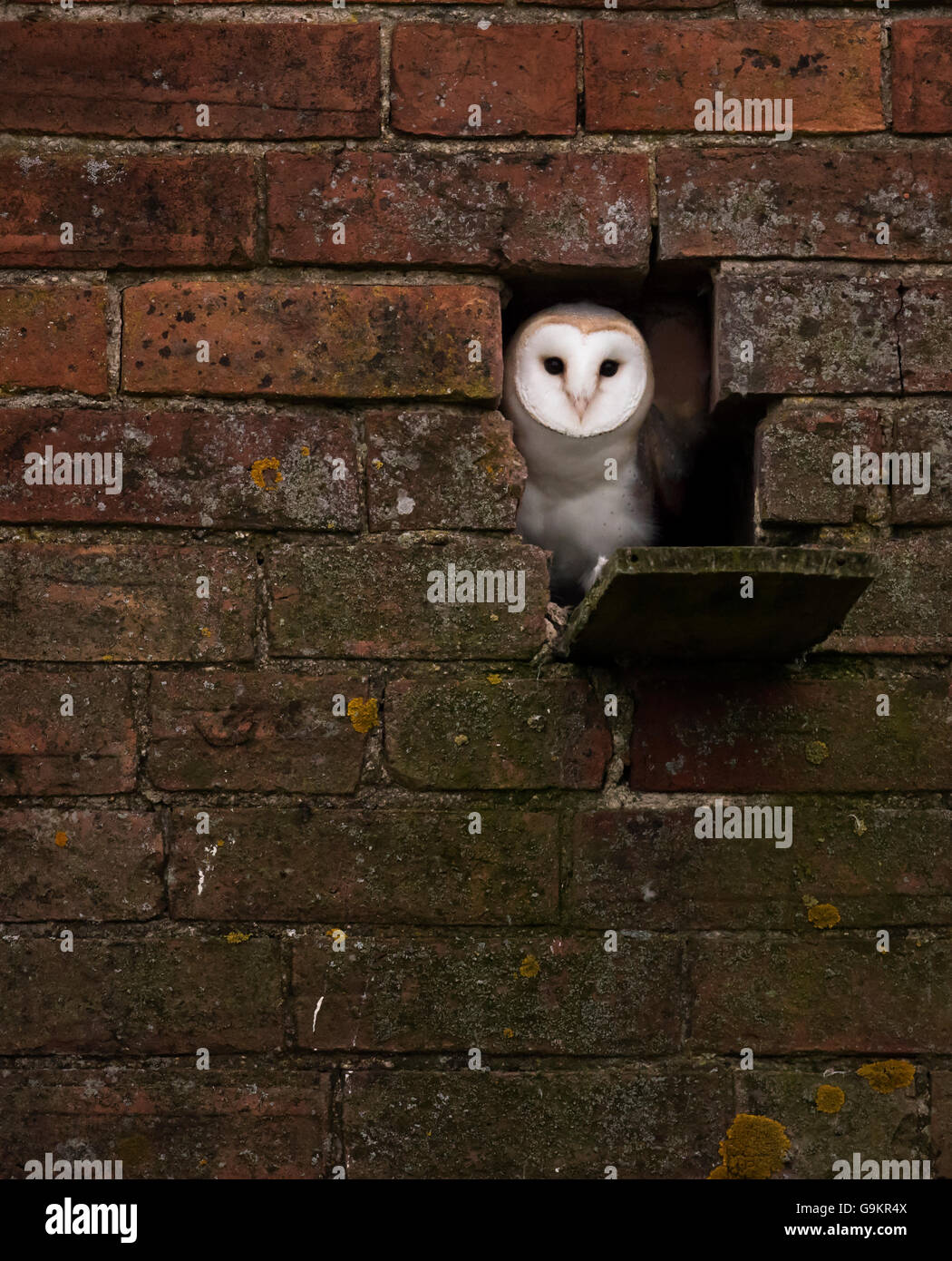 Barn owl nest site hi-res stock photography and images - Alamy