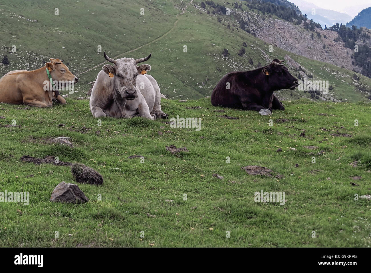 Sitting cows hi-res stock photography and images - Alamy