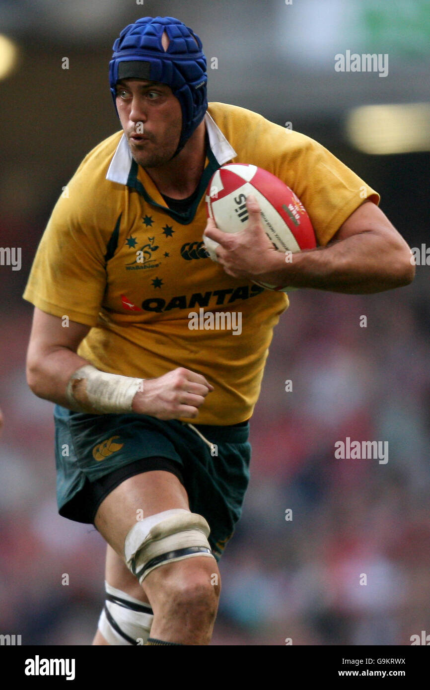 Wallabies rugby australia hi-res stock photography and images - Alamy