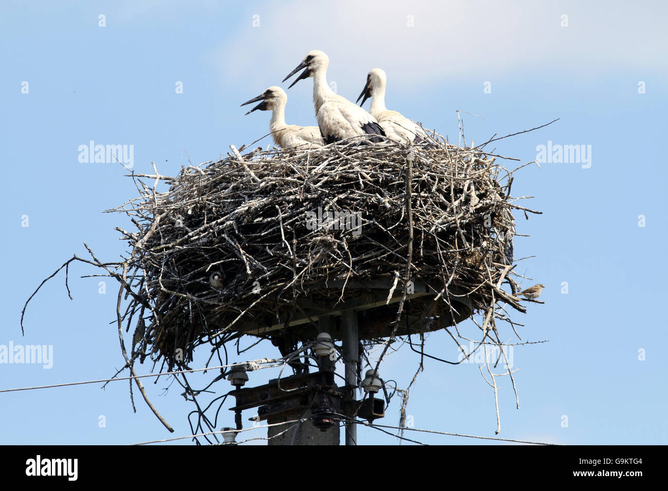 Parents and their fledglings wildlife. Large nest of baby storks Stock ...