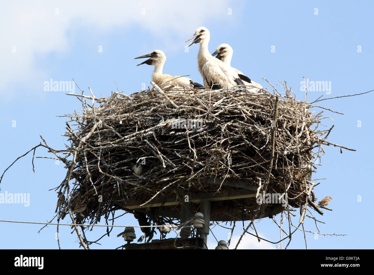 Noble birds white storks in the nest against blue sky Stock Photo - Alamy