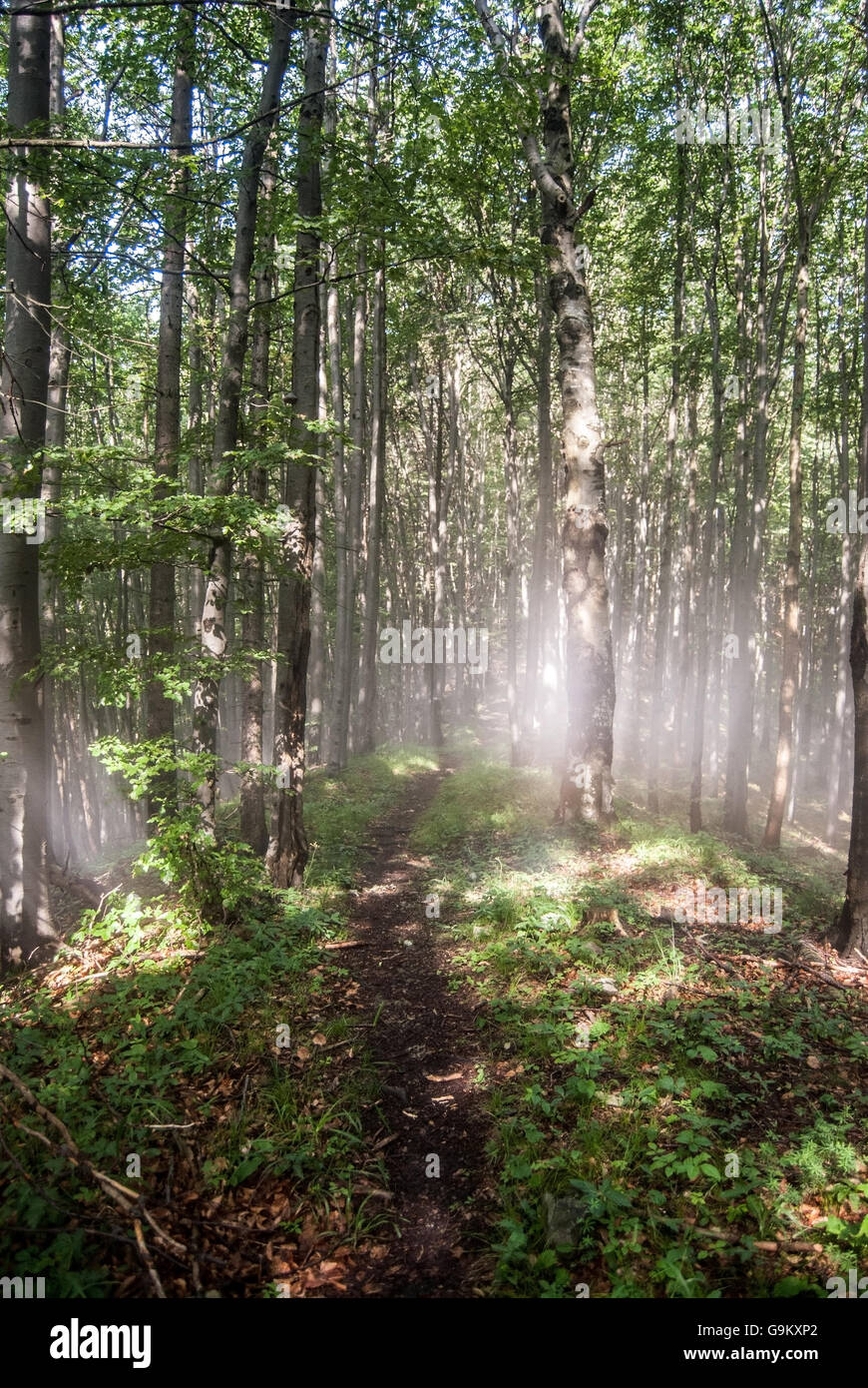 Deciduous forest in little hi-res stock photography and images - Alamy