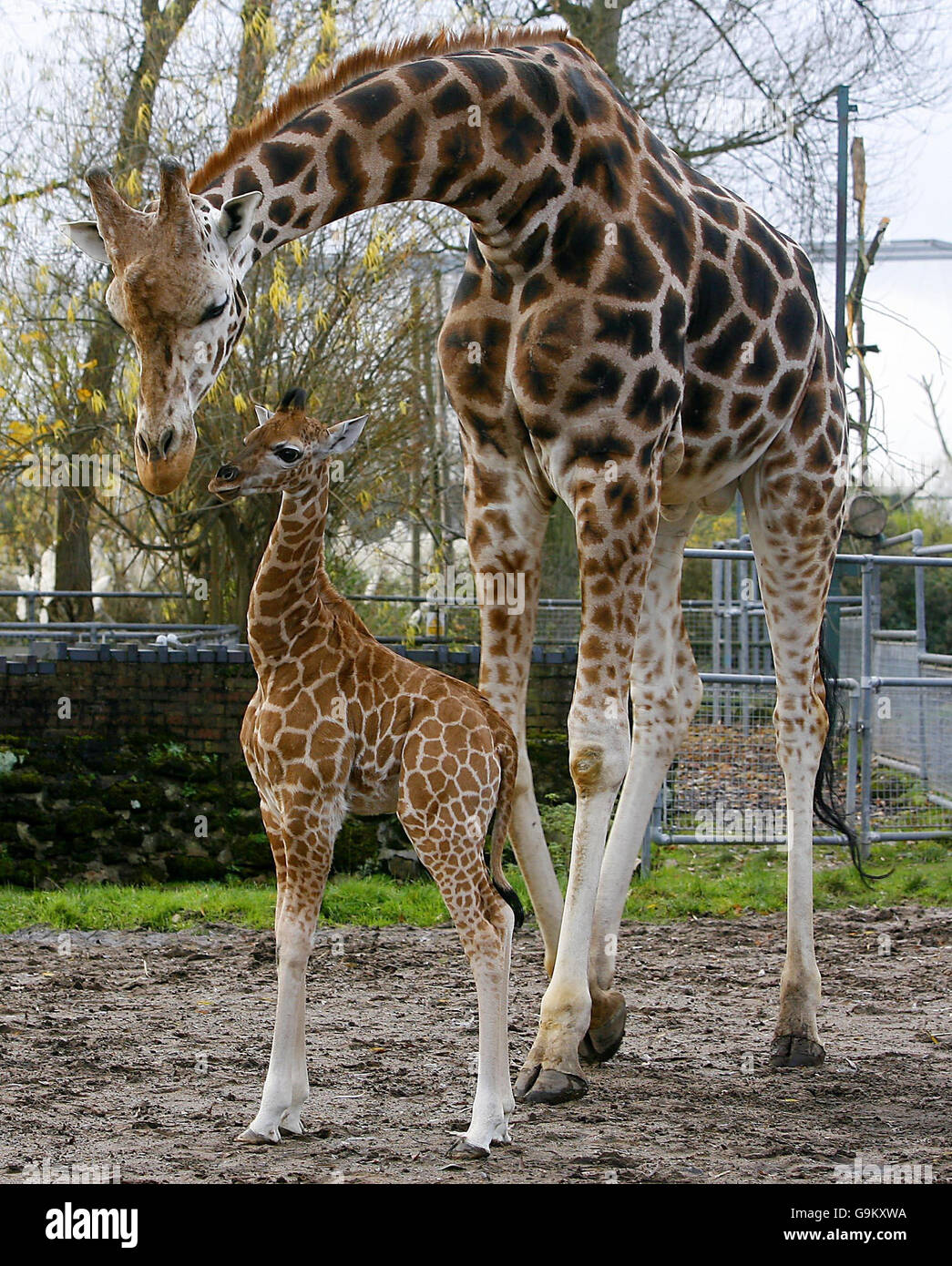 Molly the baby giraffe (left) who was born this week at Chester Zoo ...