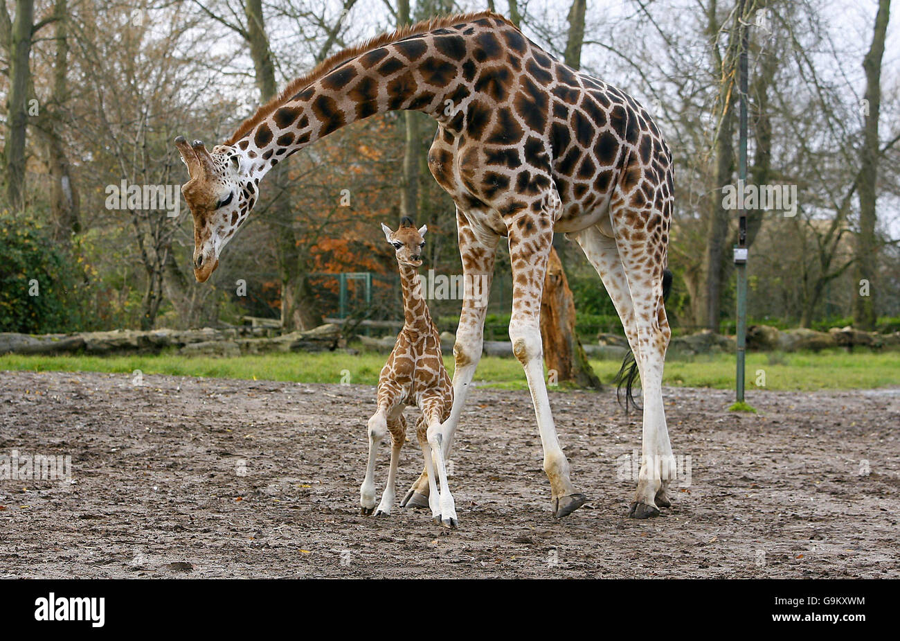 Baby giraffe born at Chester zoo Stock Photo - Alamy