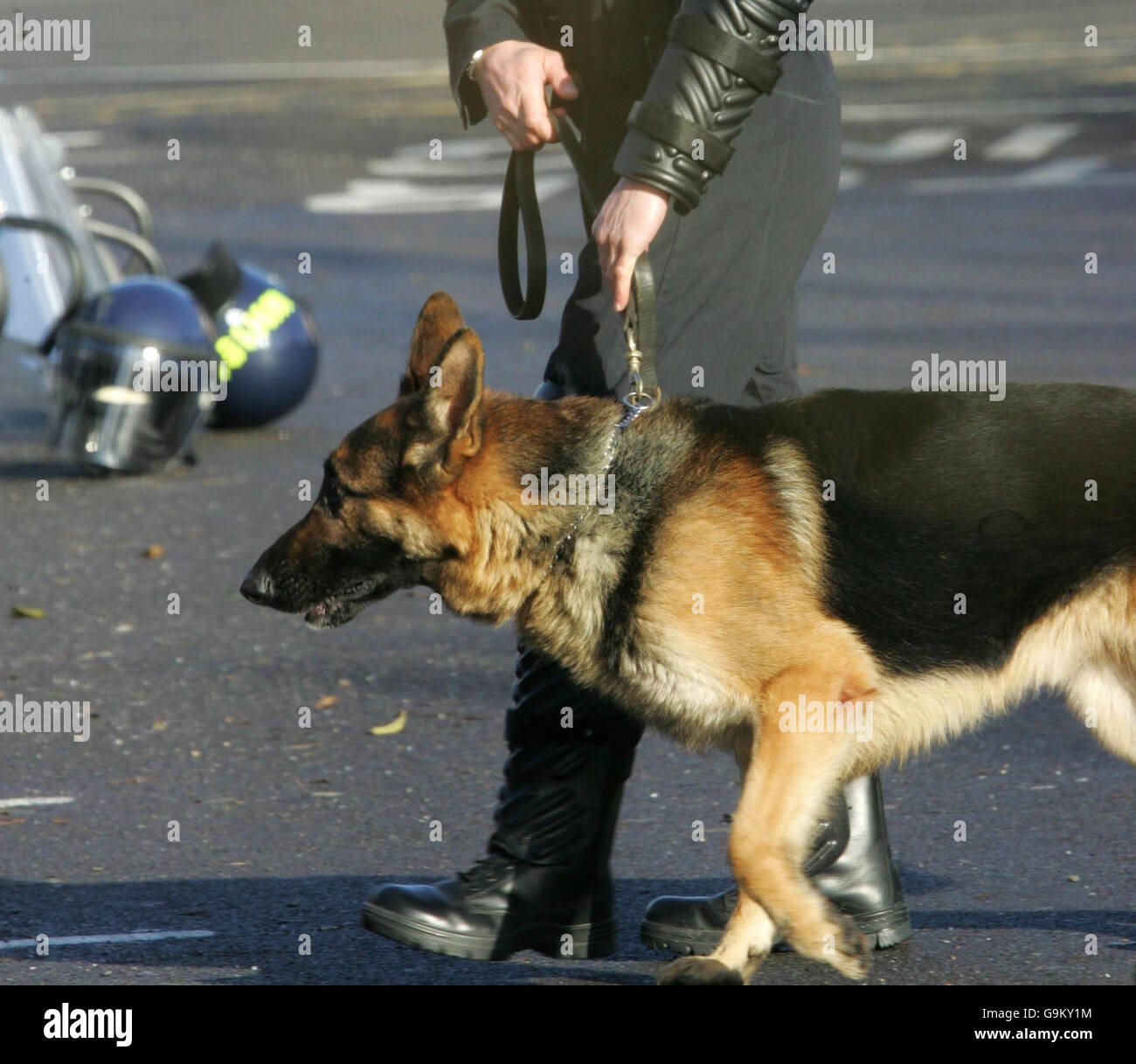 A police dog outside Harmondsworth immigration detention centre near ...