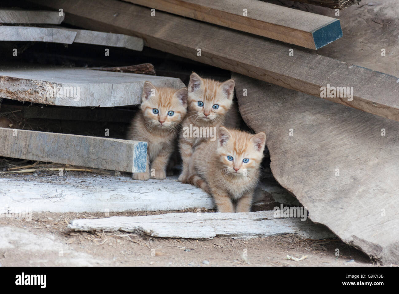 Ginger kittens hi-res stock photography and images - Alamy