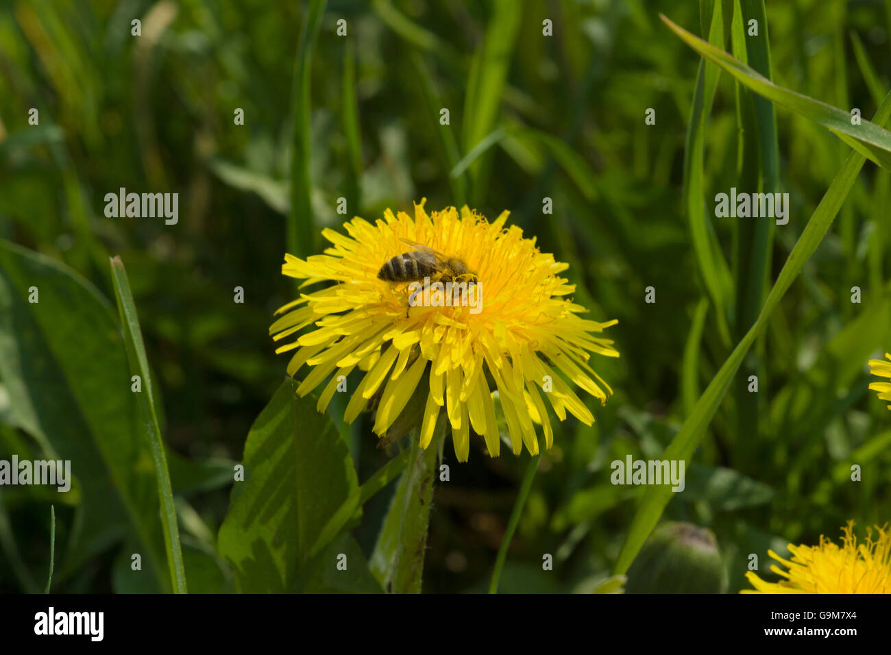 Plants pollination hi-res stock photography and images - Alamy