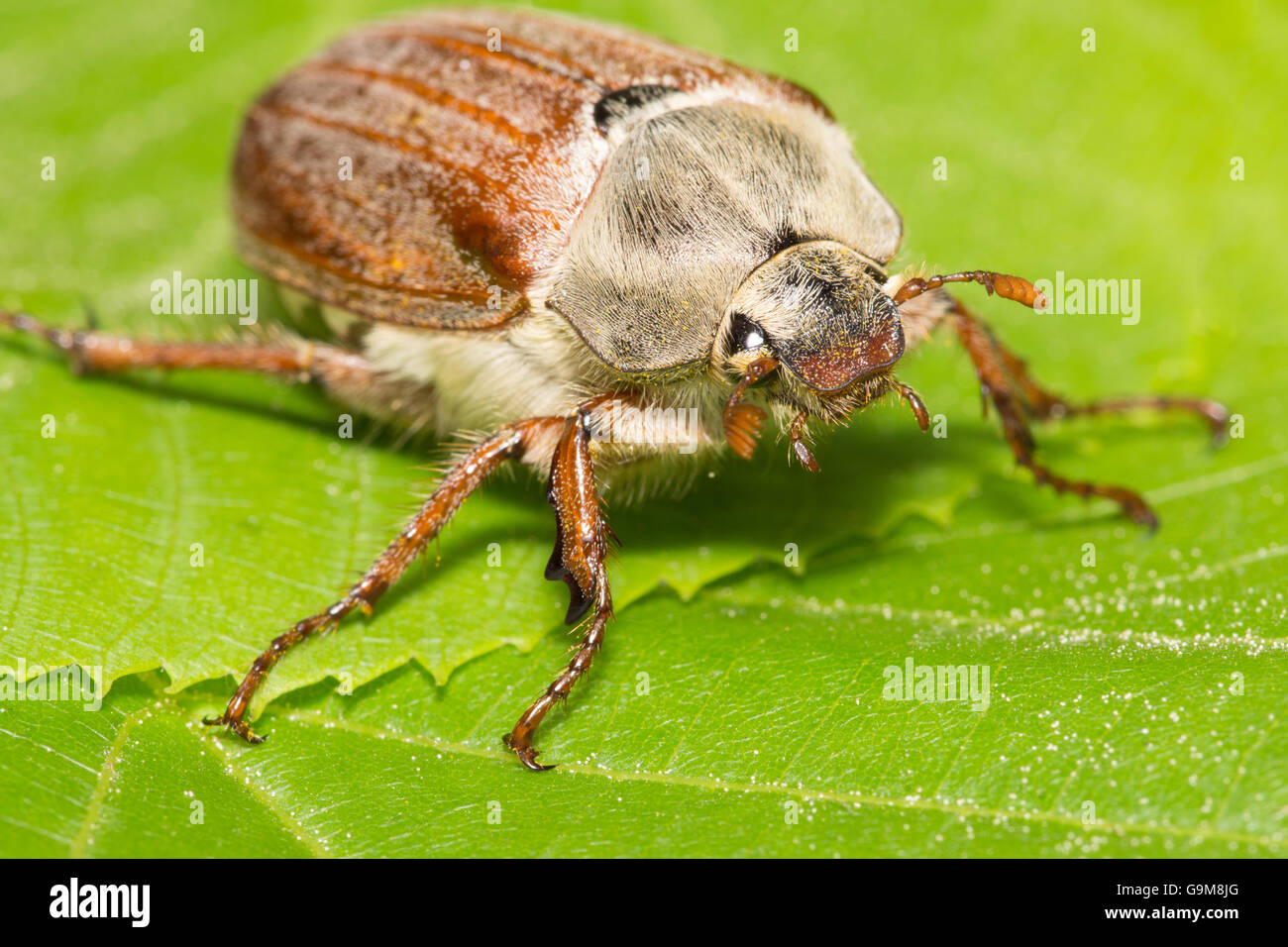 Takes leaves hi-res stock photography and images - Alamy