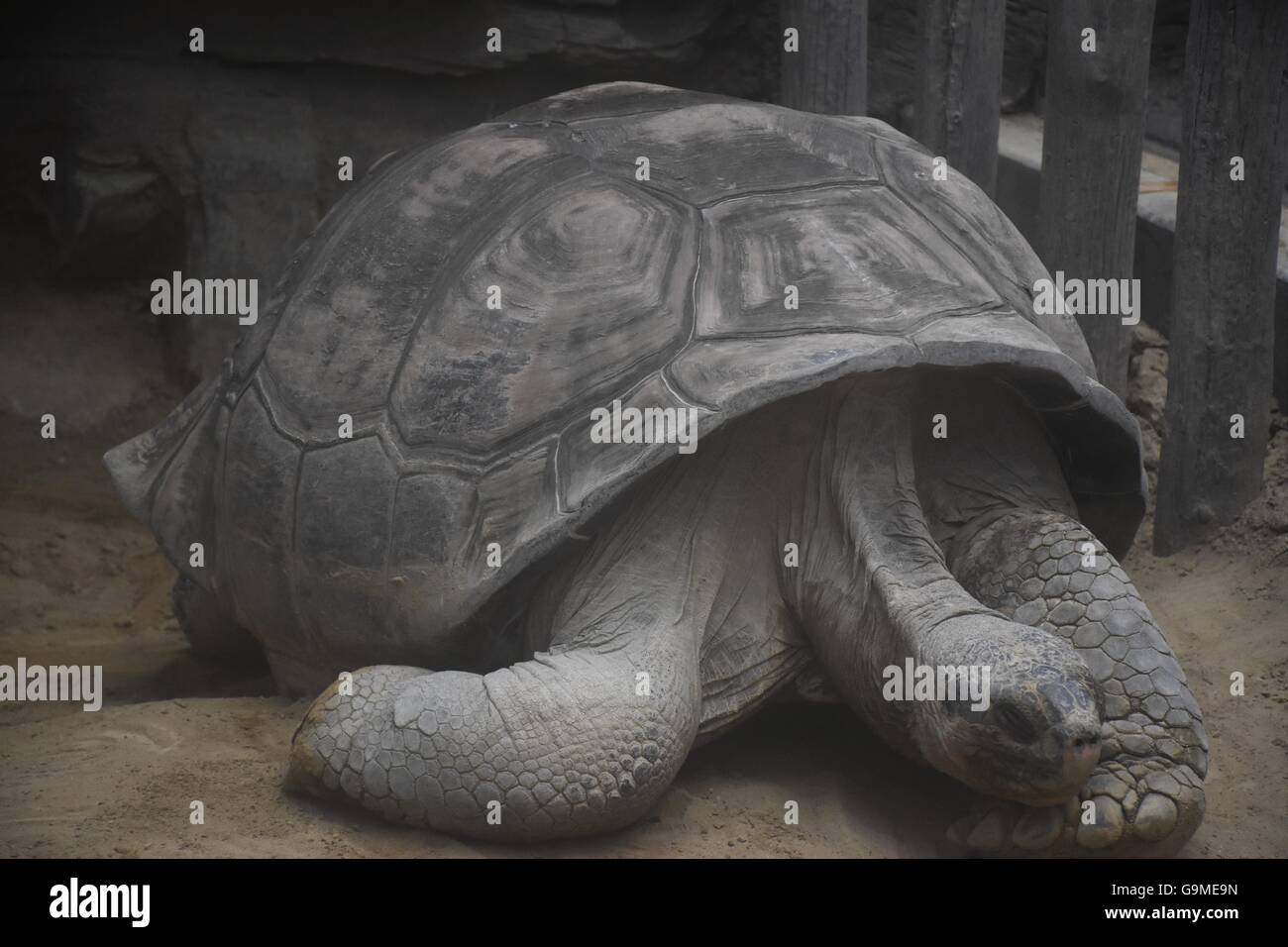 Giant animal hi-res stock photography and images - Alamy