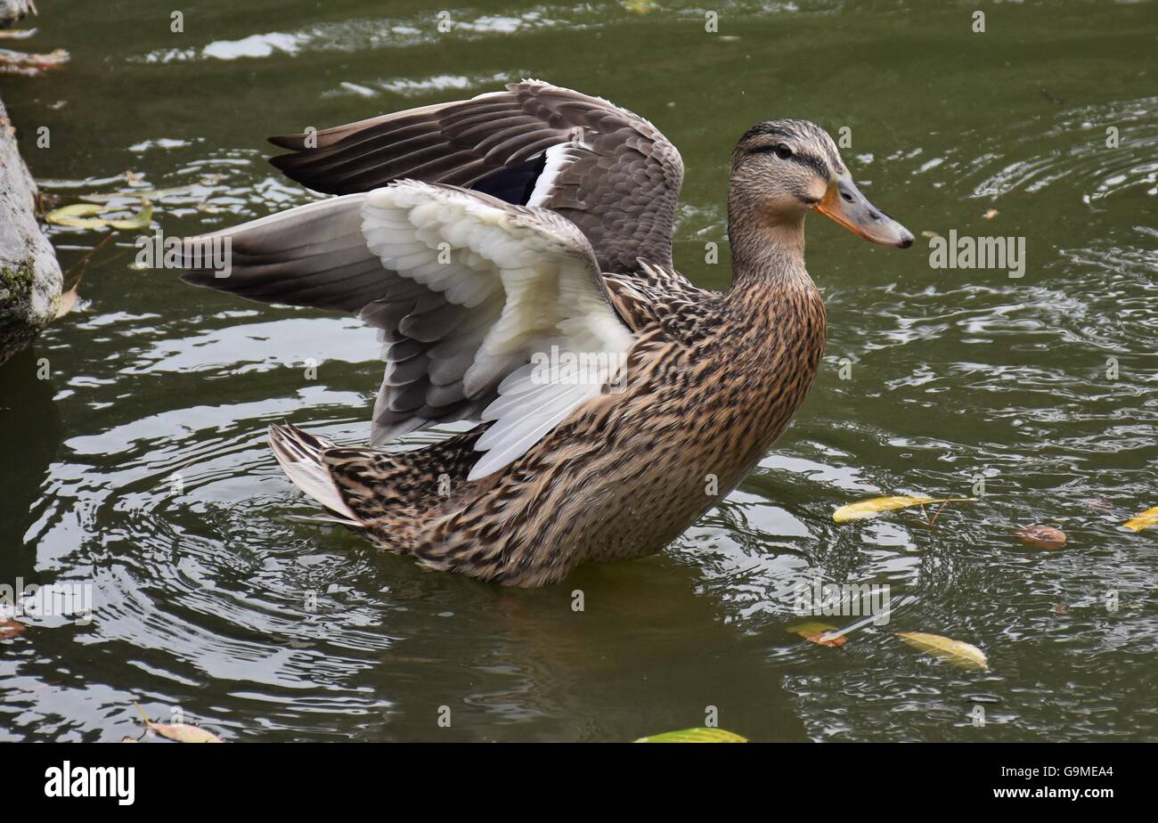 Fly up duck hi-res stock photography and images - Alamy