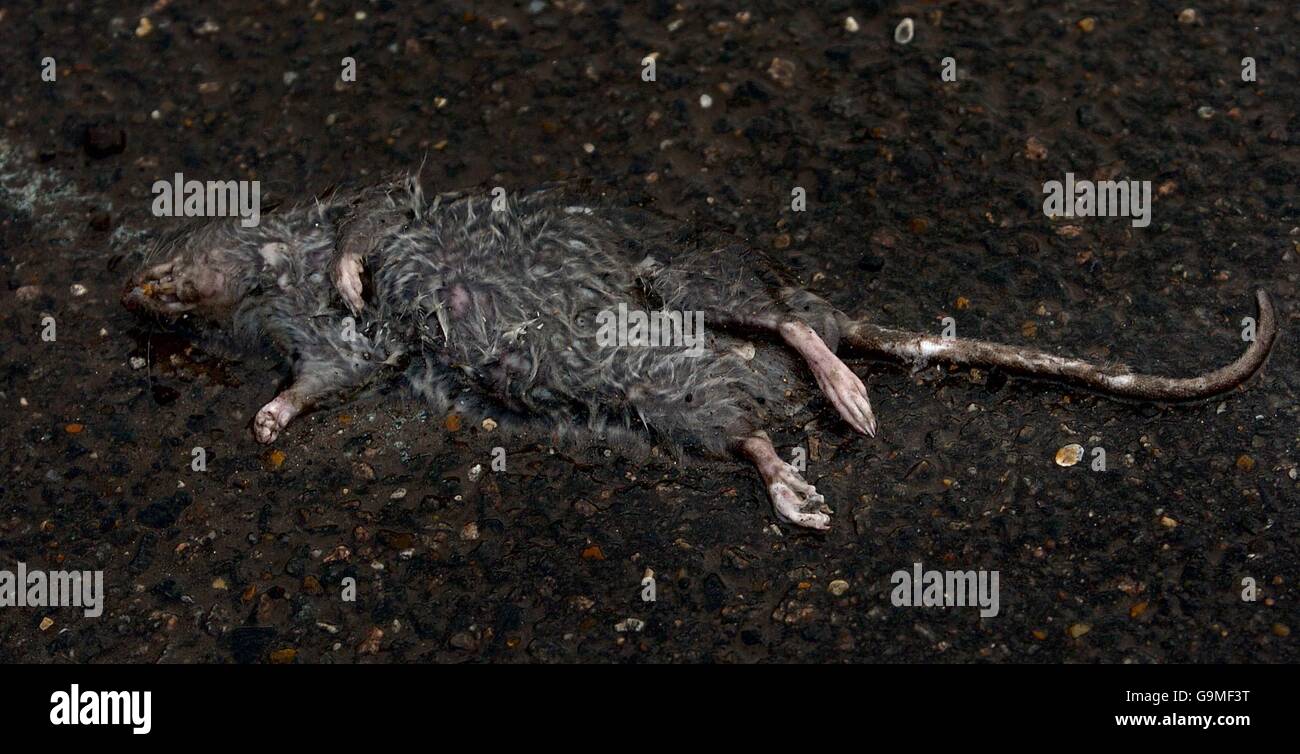 Urban decay stock: A dead rat lies on a walkway in Stratford, east ...