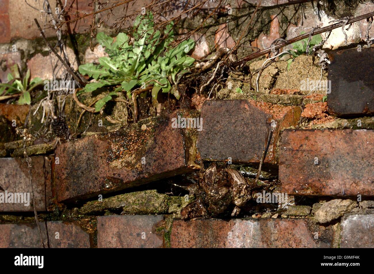 Urban decay stock: Vegetation forces its way through the brickwork on a ...