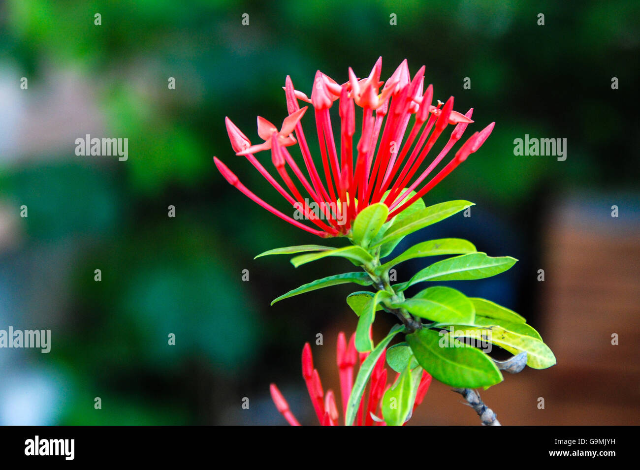 Ixora hi-res stock photography and images - Alamy