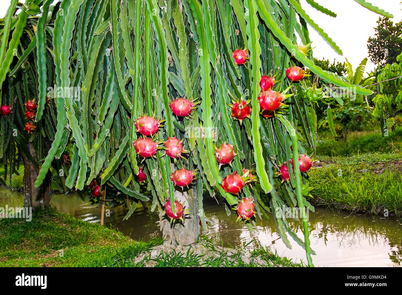 Pitaya cactus hi-res stock photography and images - Alamy