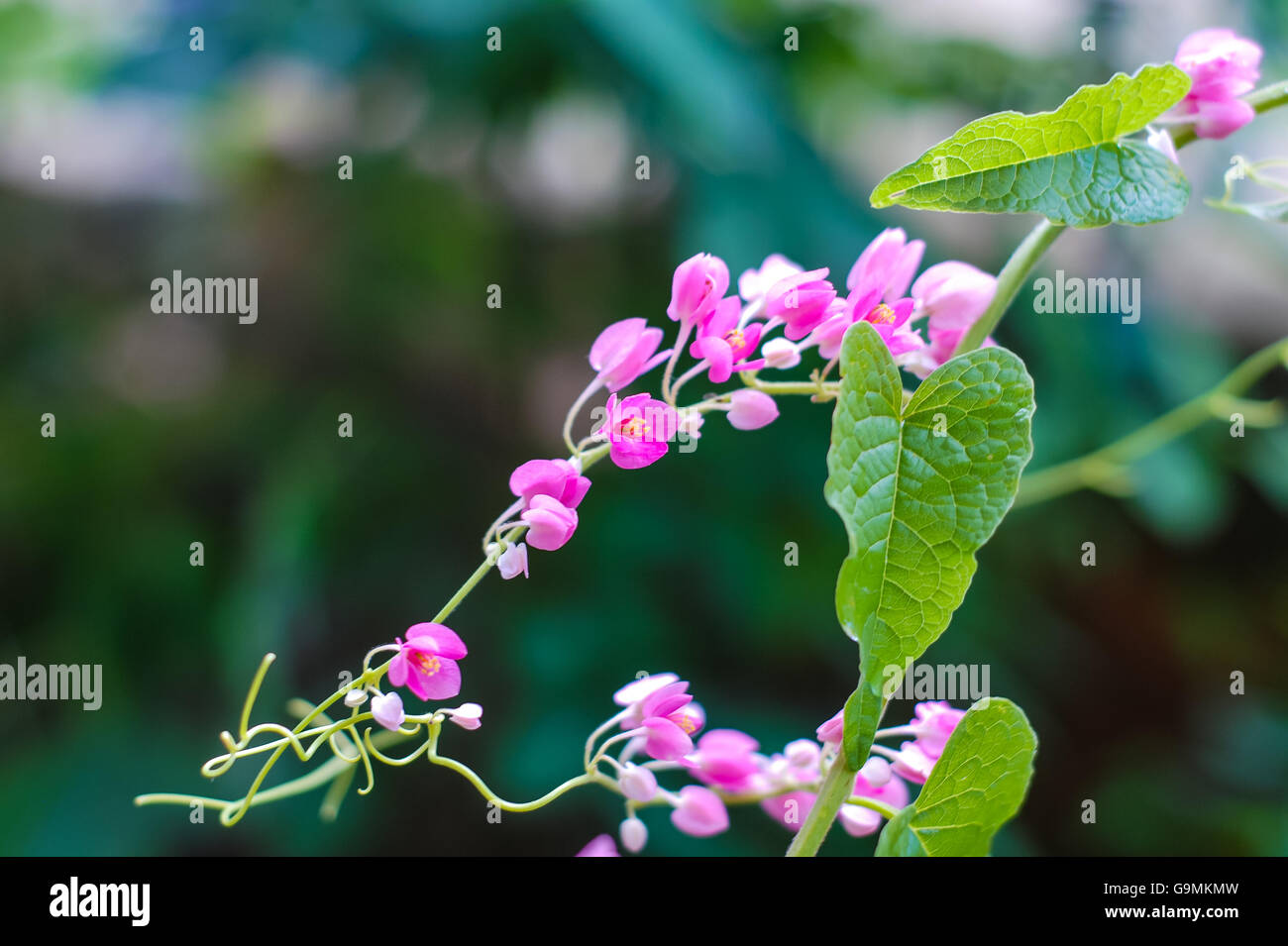 Antigone flower is blossoming colorfully in the sunlight Stock Photo ...