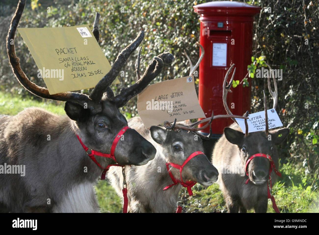 Royal Mail Reindeer - Lincolnshire Stock Photo - Alamy