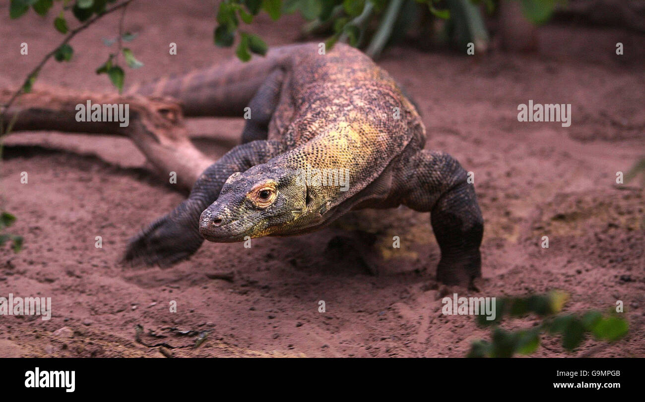 Pregnant Subject High Resolution Stock Photography and Images - Alamy