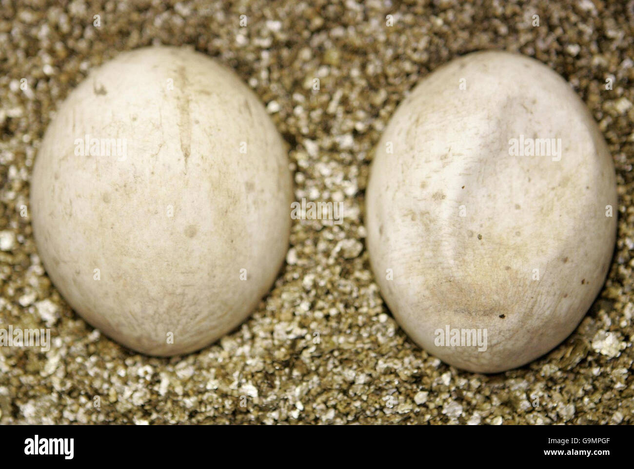 Komodo dragon eggs hi-res stock photography and images - Alamy