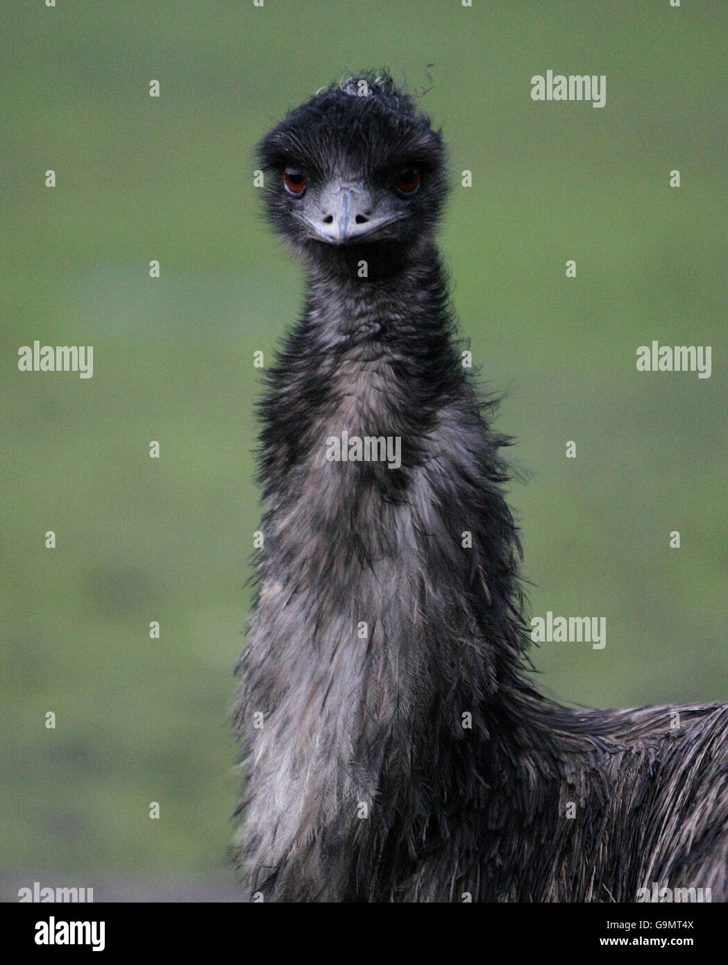 Rod Hull Emu High Resolution Stock Photography and Images - Alamy